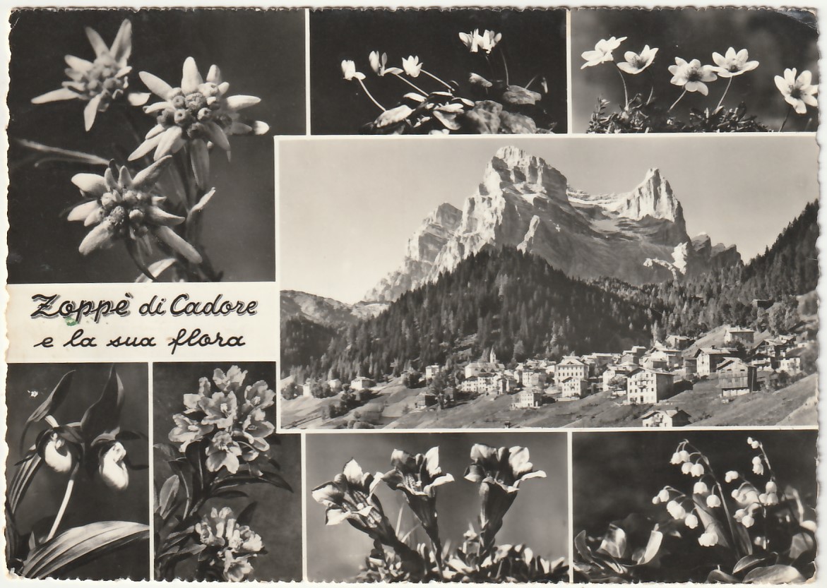 Zoppe' Di Cadore E La Sua Flora - Belluno - Vedutine - Viagg. 1962 -70737-